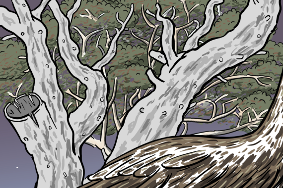 Bush stone-curlews at Mulligans Flat - drawing by Stuart McMillen