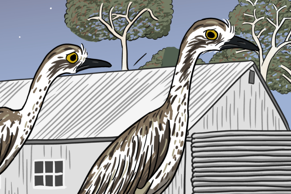Bush stone-curlews at Mulligans Flat - drawing by Stuart McMillen