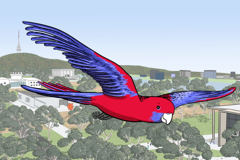 Crimson rosella flying in Canberra, at the National Gallery - drawing