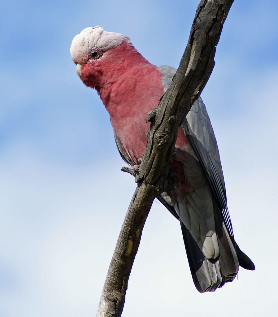 Galahs at Canberra Balloon Spectacular - Stuart McMillen cartoon scene