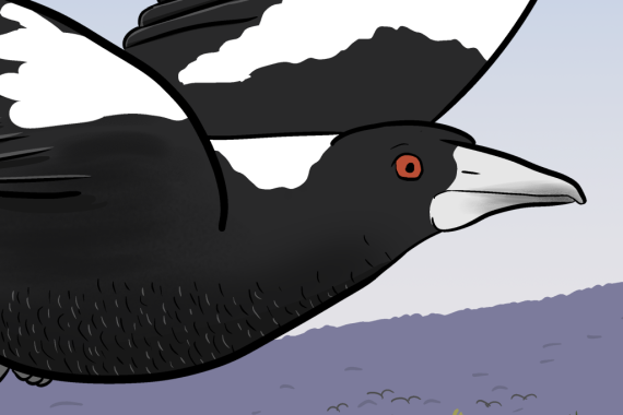 Australian magpie at the National Arboretum Canberra - cartoon scene